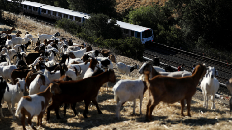 Bah bah BART: Grazing goats are back and reducing fire danger on BART ...